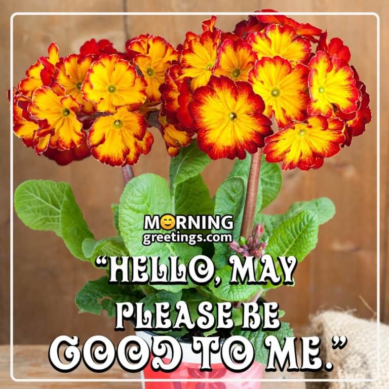 40 Best May Morning Quotes And Wishes - Morning Greetings – Morning ...